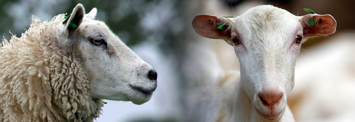 Schaap en geit