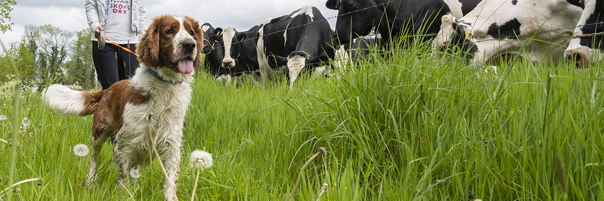 Neospora en de rol van de hond