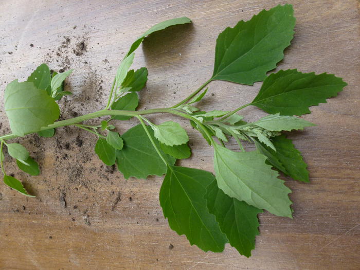 Melde, witte ganzevoet