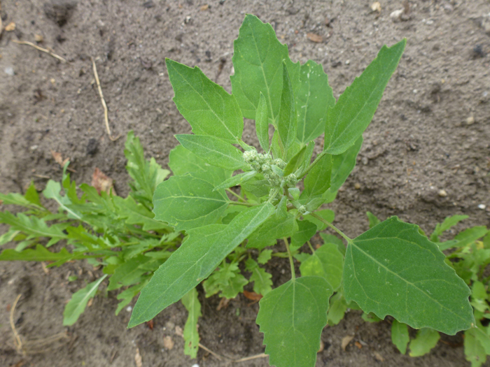 Melde, witte ganzevoet