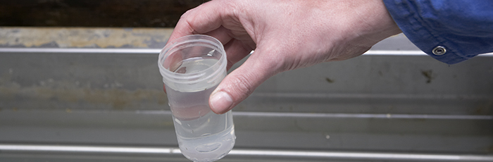 Waterverbruik Varken