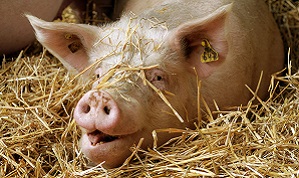 VeeOnline en Digitaal Inschrijven